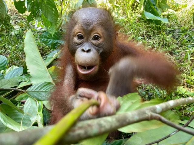 we've donated another $11,000 to The Orangutan Project! – Australian ...