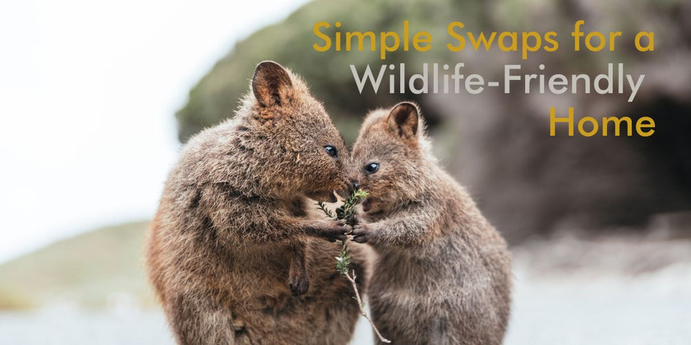Embrace Wildlife-Friendly Living by making these Simple Swaps Around t ...